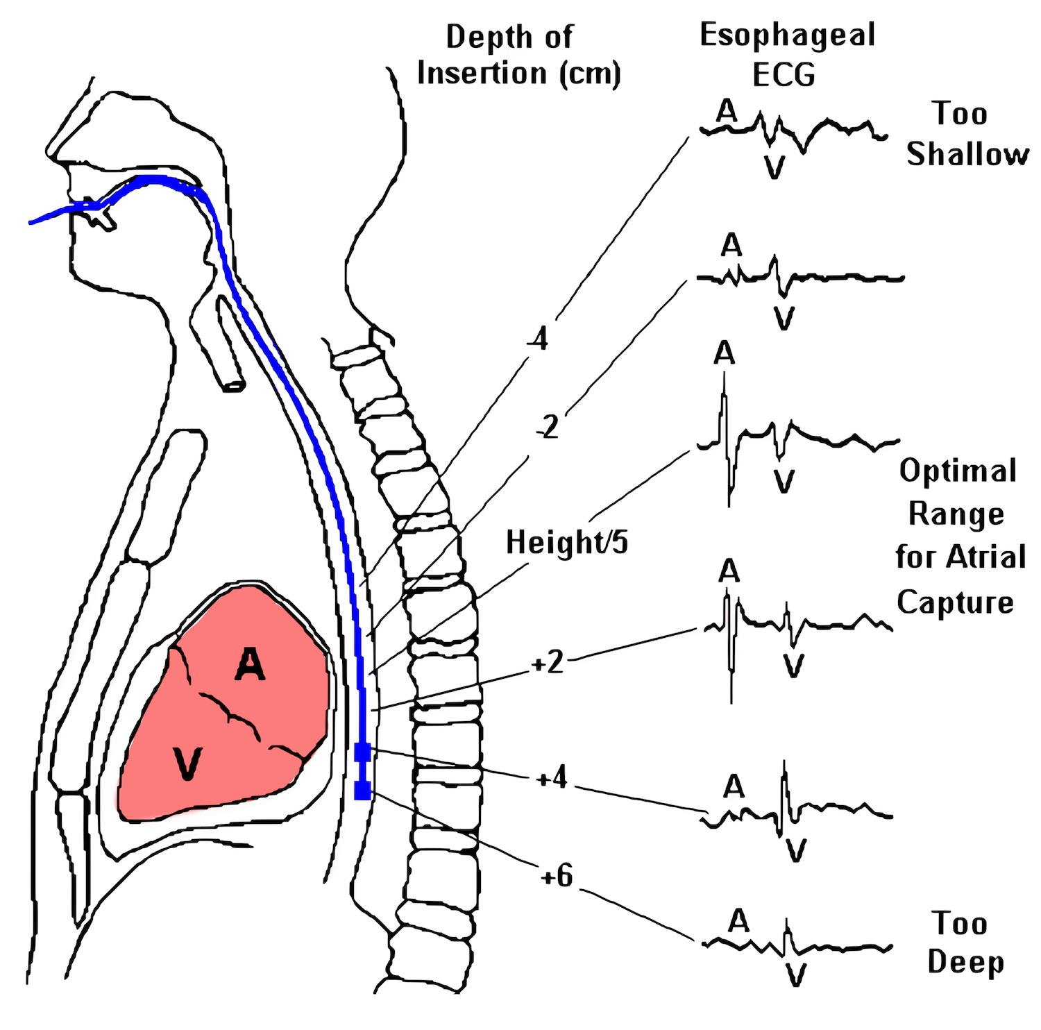 Our Story | Cardio Command
